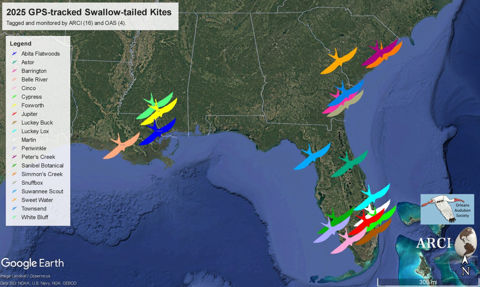 2025 Aerial Research Team Roster: Meet the Swallow-tailed Kites