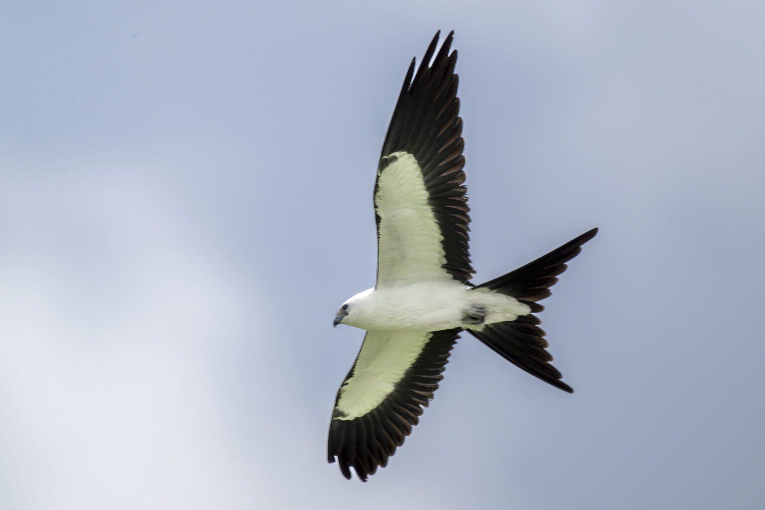 Aerial research team update 12 September 2025 – migration of Swallow ...